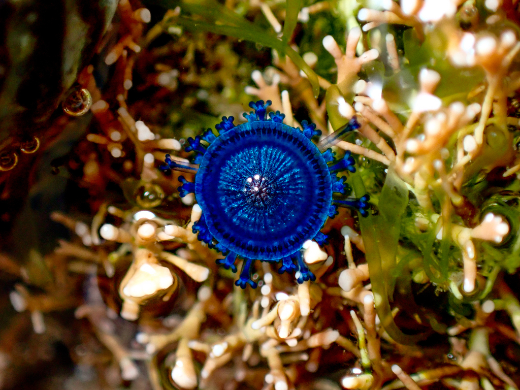 Blue Button from Bateau Bay Beach, NSW, Australia on December 31, 2023 ...