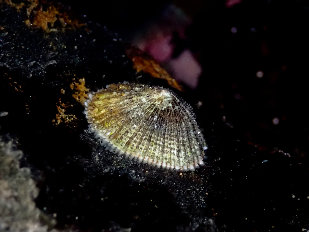 Cap-shaped False Limpet from Bateau Bay Beach, NSW, Australia on ...