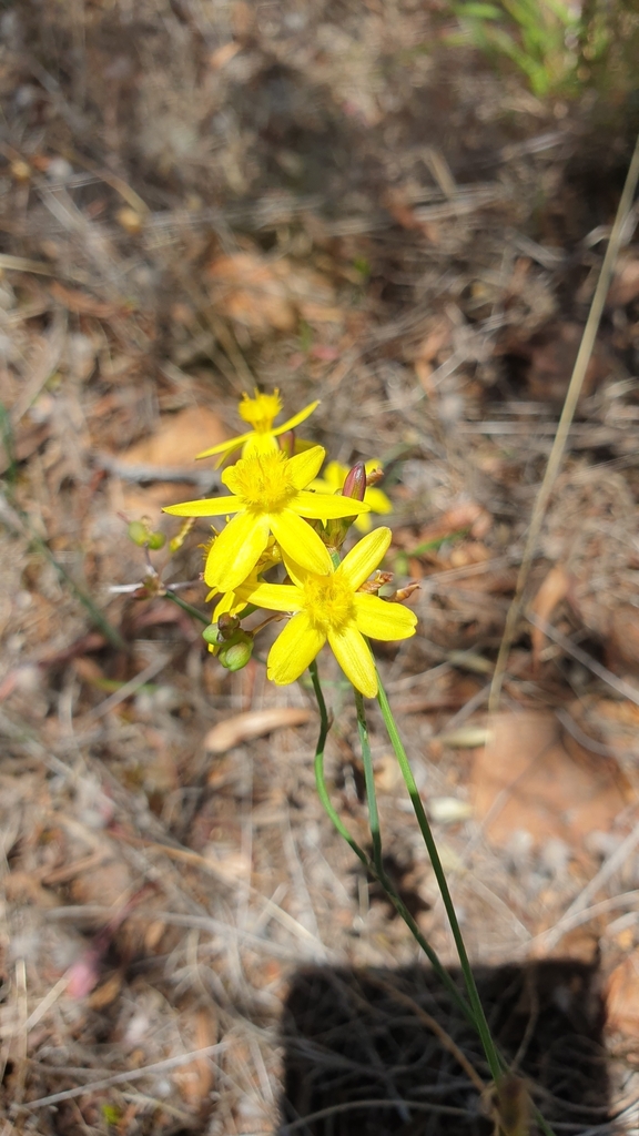 yellow rush-lily from Arapiles VIC 3409, Australia on January 1, 2024 ...