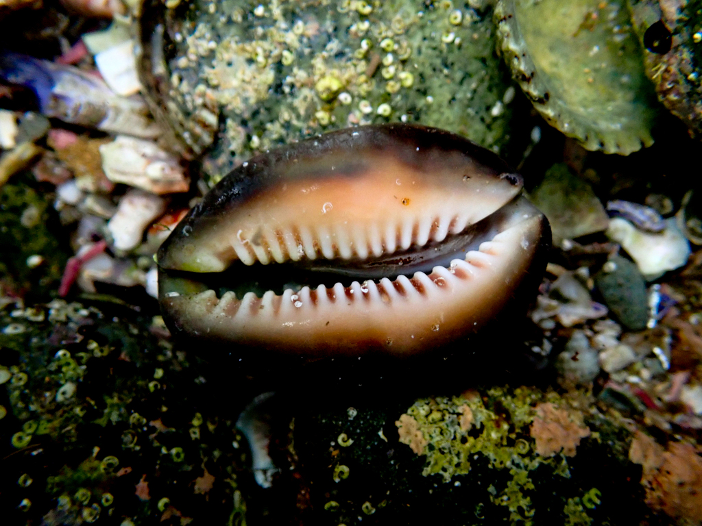 Snakehead Cowrie from Bateau Bay Beach, NSW, Australia on December 31 ...