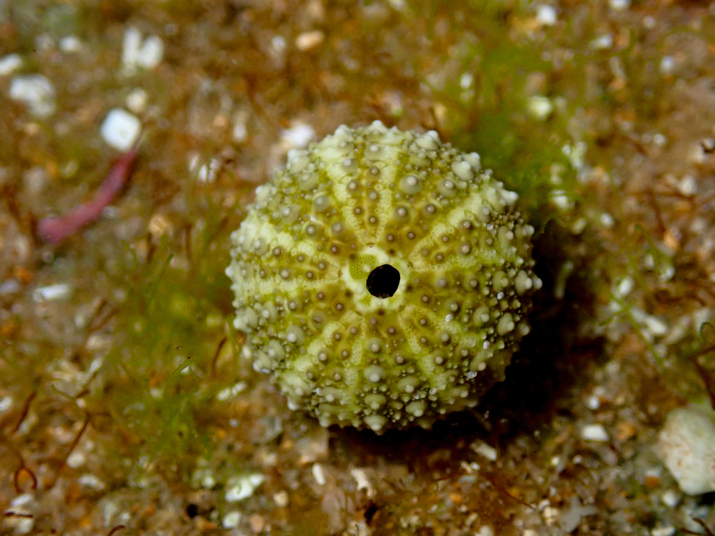 Western Pacific purple sea urchin from Bateau Bay Beach, NSW, Australia ...