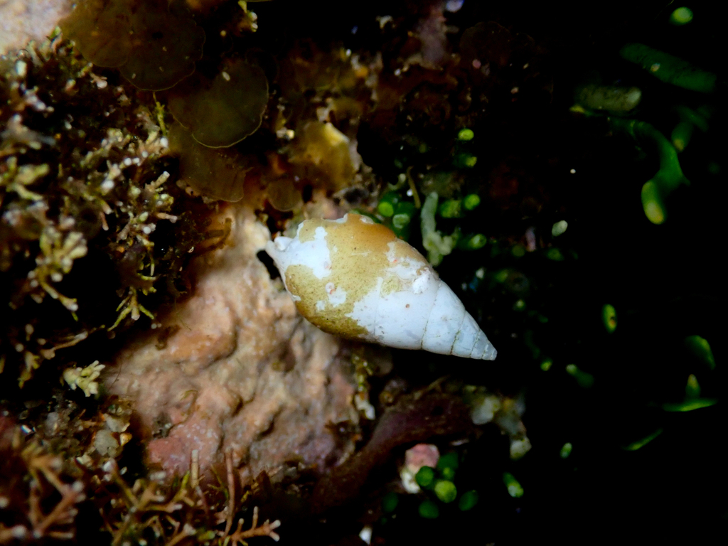 yellow-coated clusterwink from Bateau Bay Beach, NSW, Australia on ...