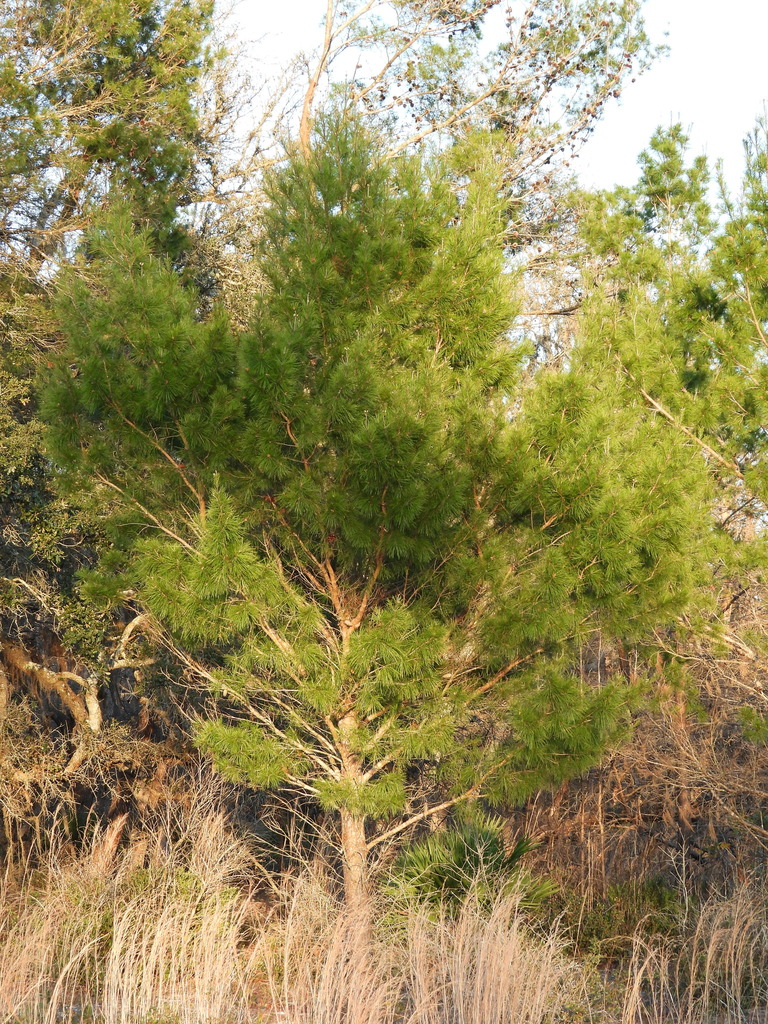 sand pine from Orange County, FL, USA on December 31, 2023 at 05:09 PM ...