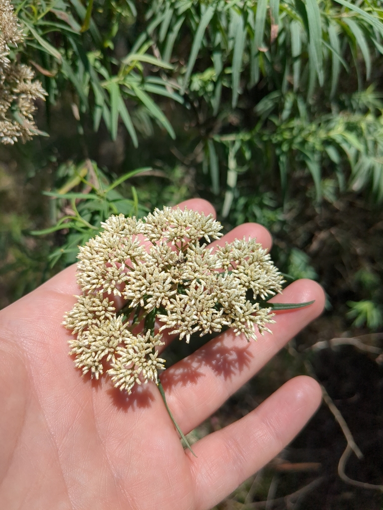 Shiny Cassinia from Yarra Ranges - Central, AU-VI, AU on January 1 ...