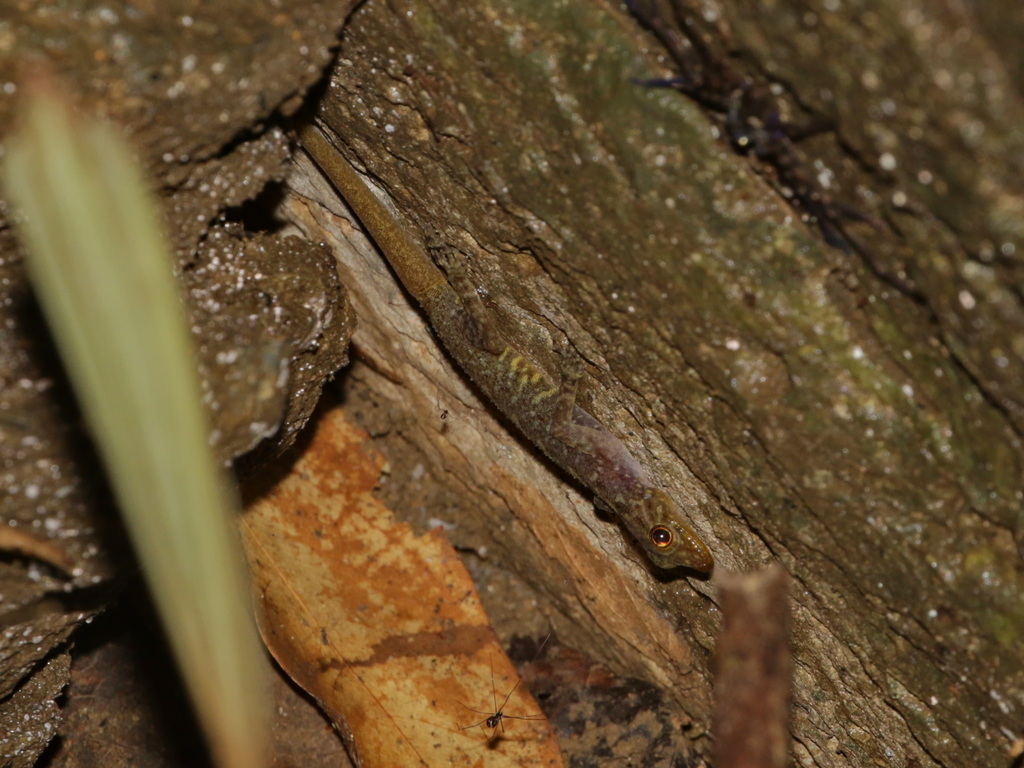 Omar's Round-eyed Gecko from Nong Thong, Pa Bon District, Phatthalung ...