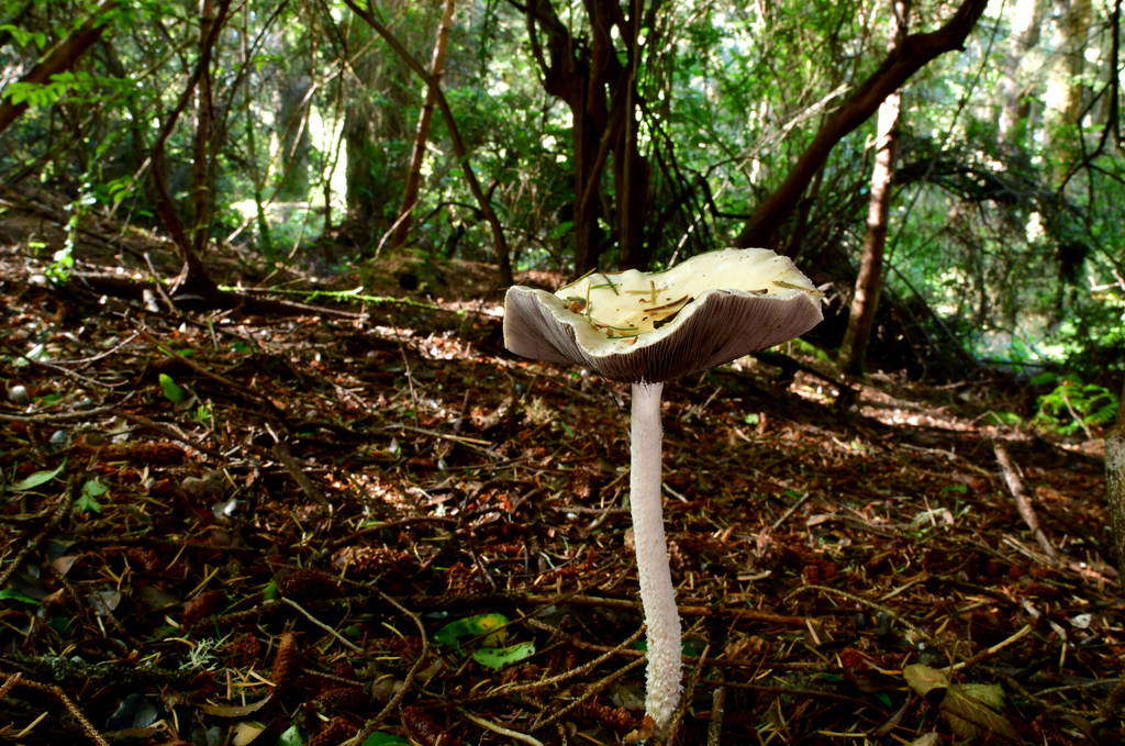 Questionable Stropharia from Humboldt County, CA, USA on November 20 ...