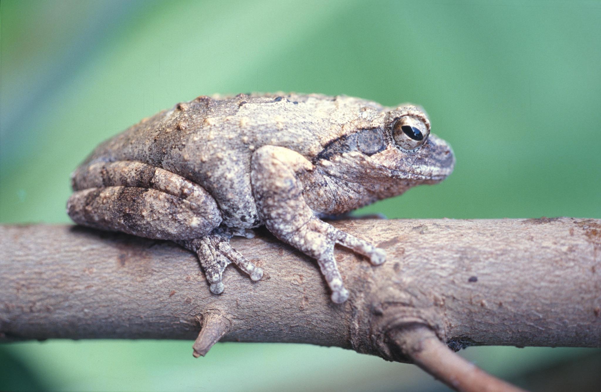 Chiromantis petersii Boulenger, 1882