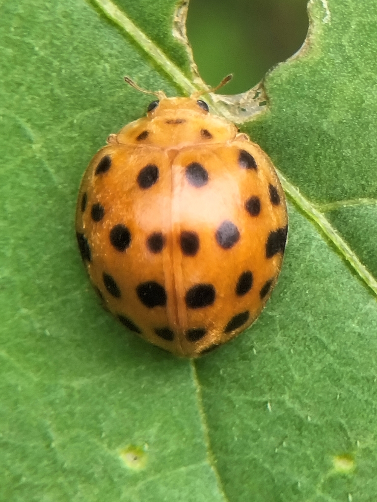 Hadda Beetle in January 2024 by Jacinda · iNaturalist