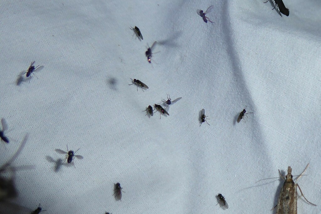 Flies from Waikouaiti, New Zealand on December 20, 2023 at 10:58 PM by ...