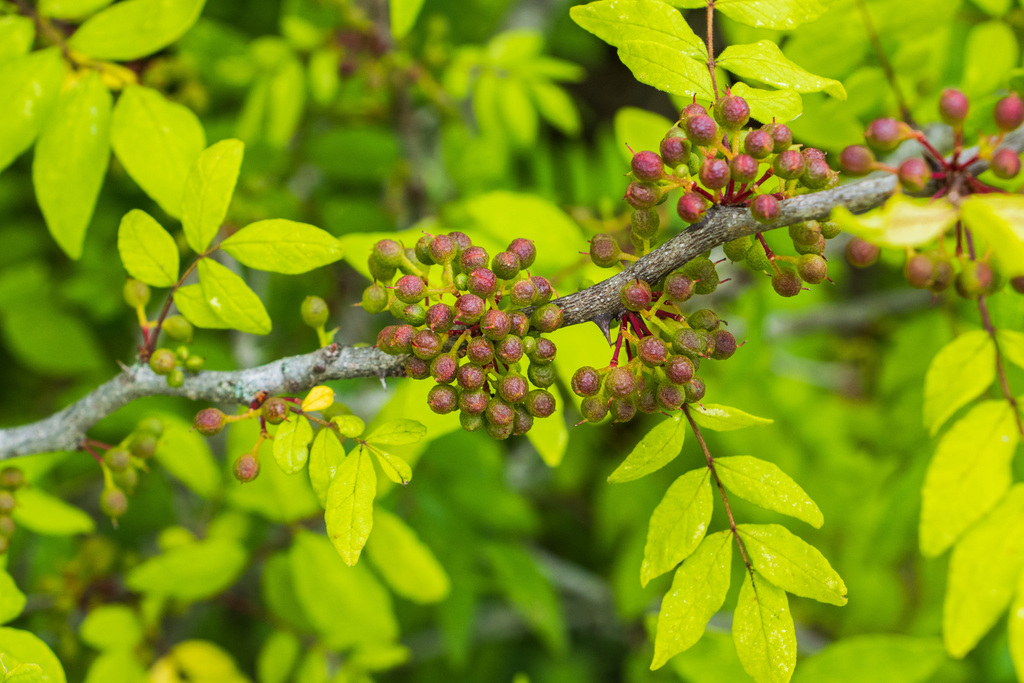 prickly ash from Ottawa, ON, Canada on July 28, 2023 at 10:33 AM by ...
