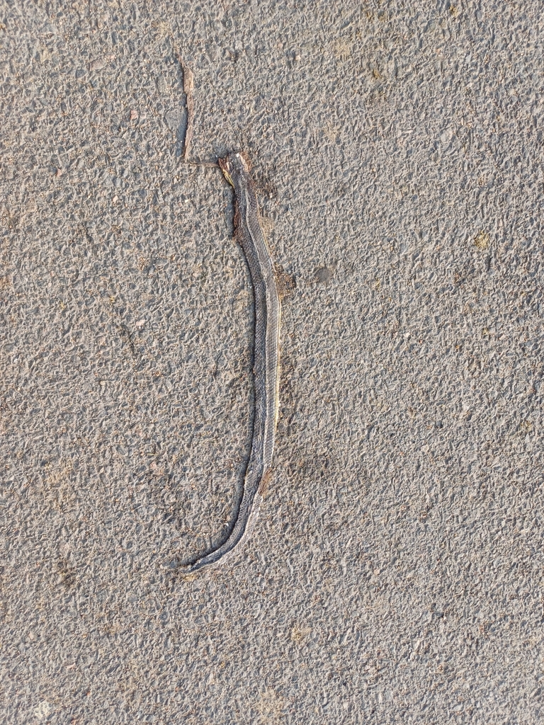 Split Keelback in January 2024 by Hopeland · iNaturalist