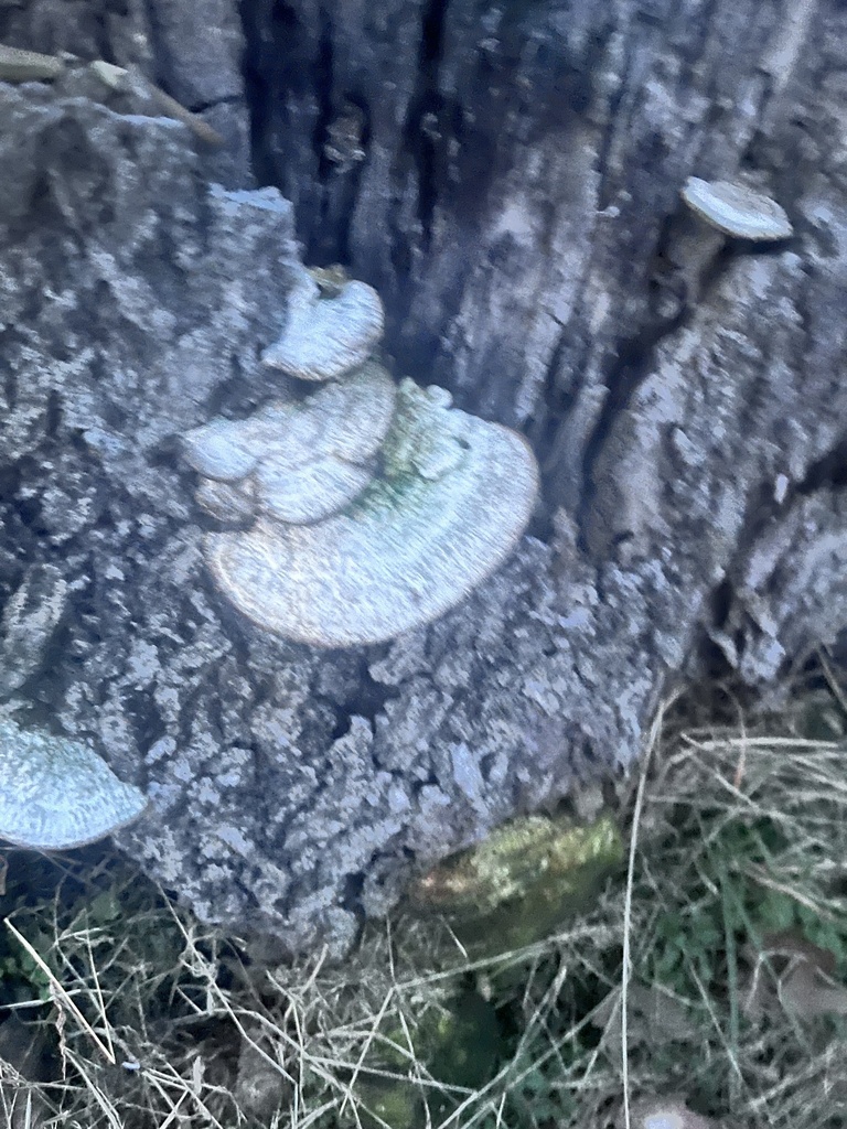 shelf fungi from Apache Ave, Jackson, MO, US on December 21, 2023 at 05 ...