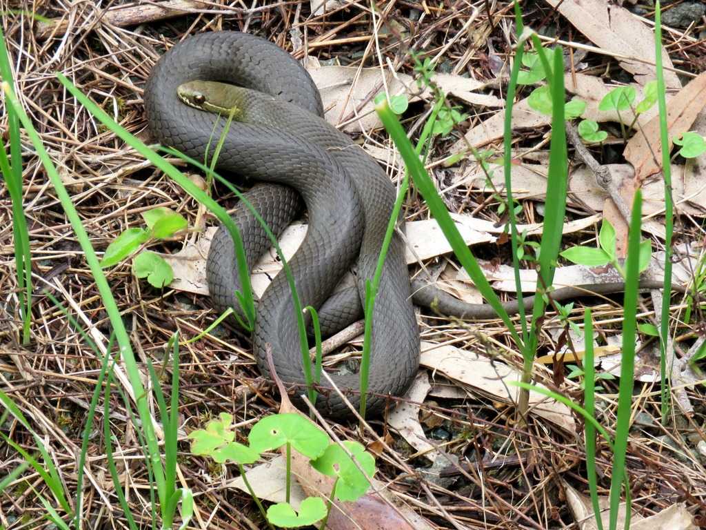 Black-bellied Swamp Snake from Coomba Park NSW 2428, Australia on ...