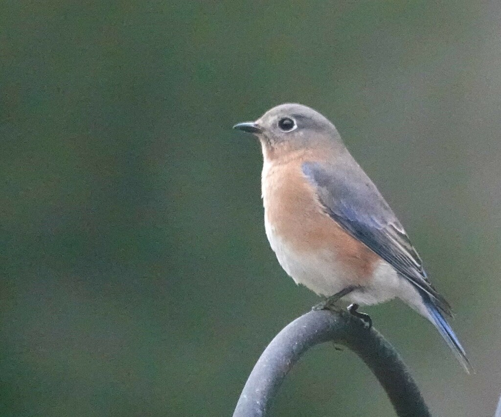 Eastern Bluebird from Guilford, CT, USA on December 30, 2023 at 12:47 ...