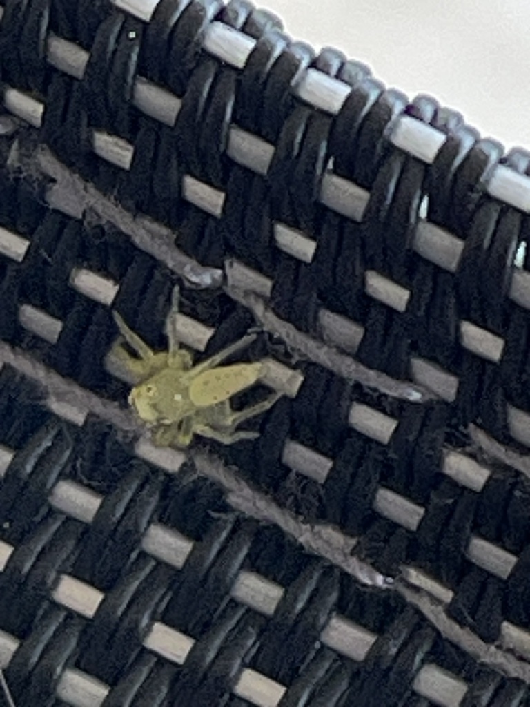 Green Jumping Spider in January 2024 by tolvay family · iNaturalist