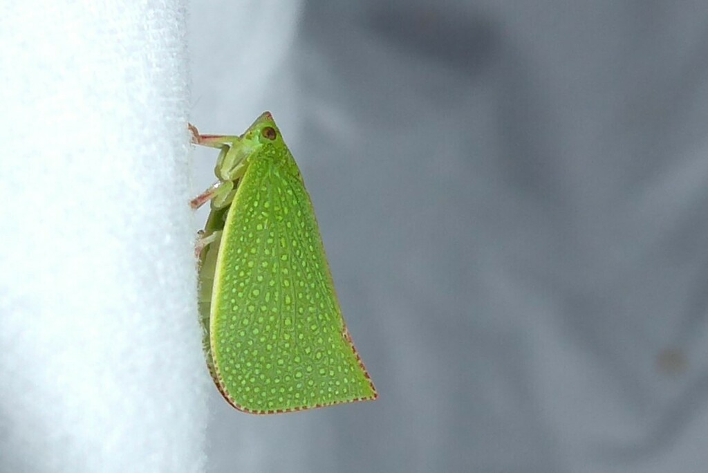 Torpedo Bug from Waikouaiti, New Zealand on December 21, 2023 at 12:31 ...