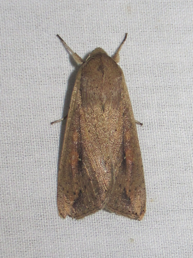 White-speck Moth from Salton Dr., Austin, Travis Co., TX on December 31 ...
