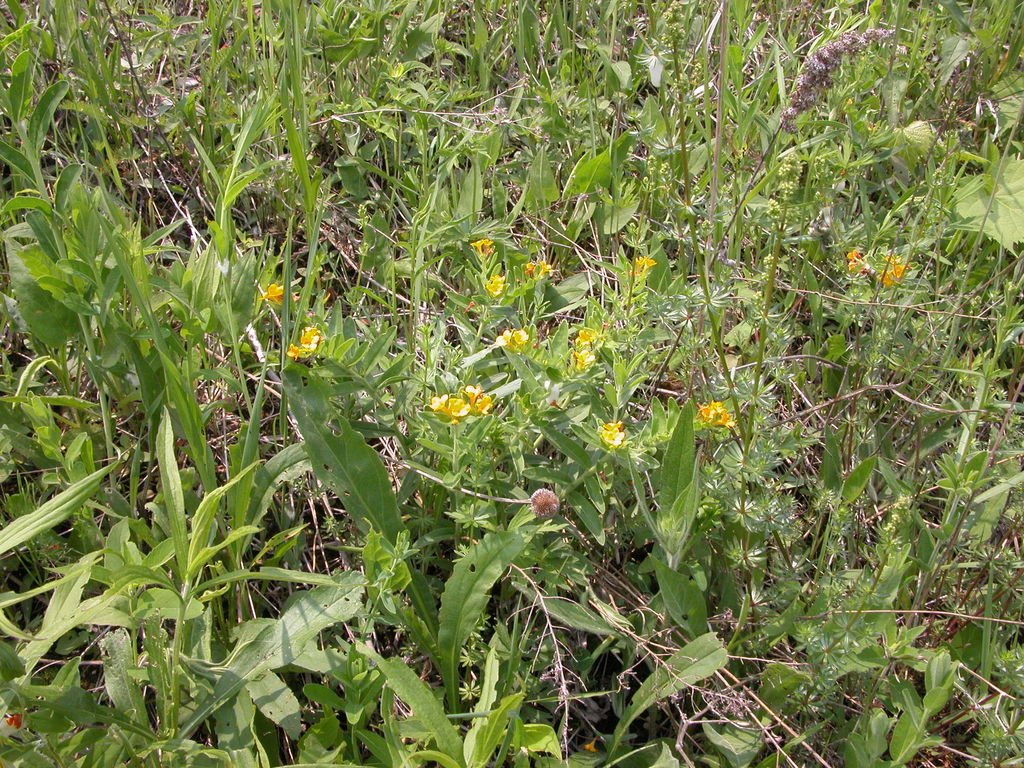 hoary puccoon in June 2005 by Graham Buck · iNaturalist