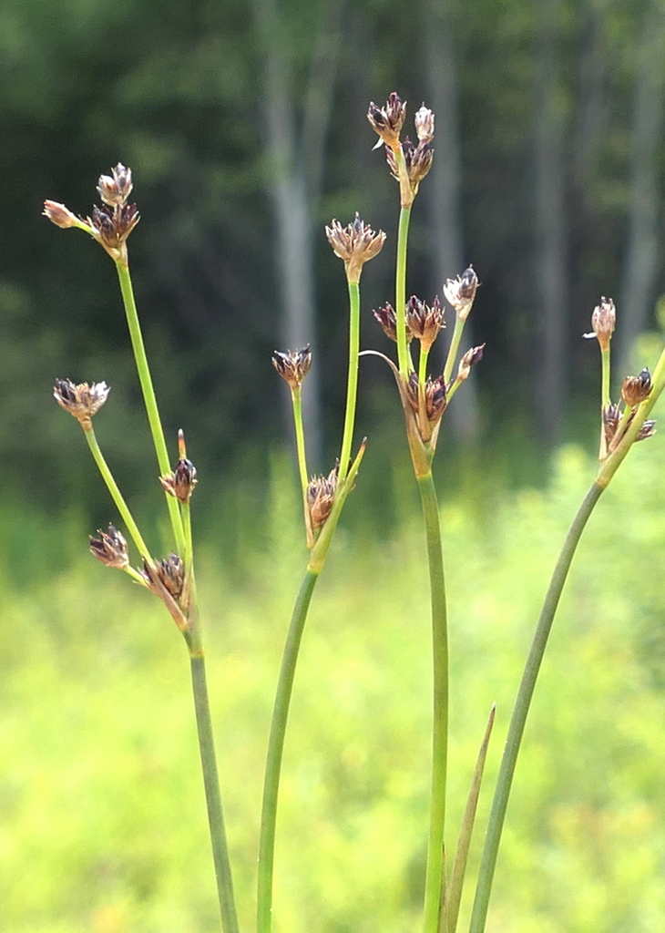 Jointed rush from Cheshire, MA, USA on August 2, 2023 at 12:59 PM by ...