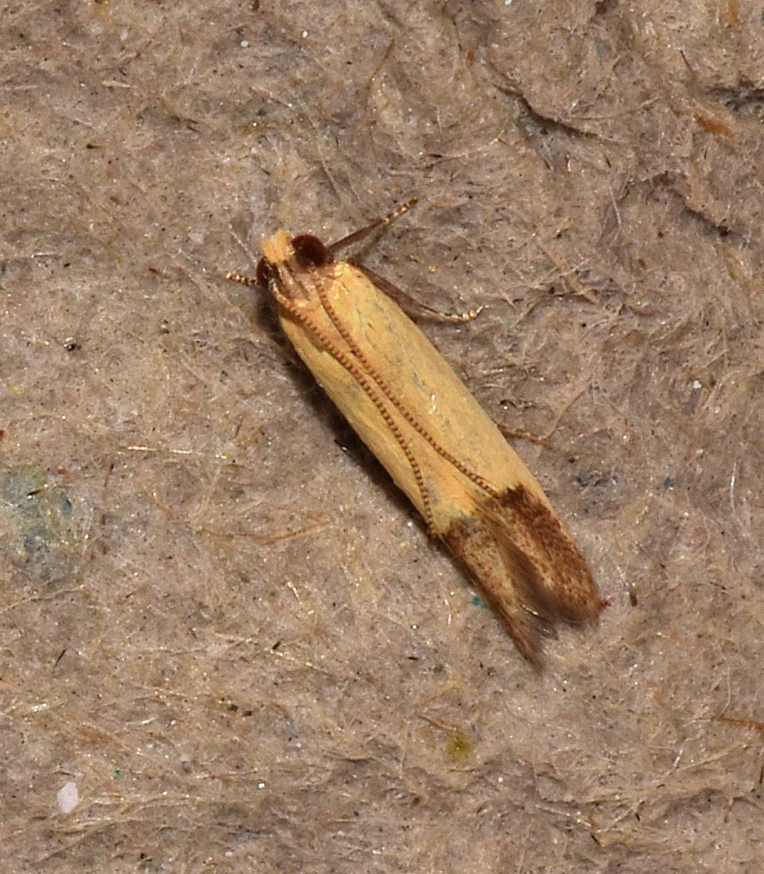 Concealer Moths from Calverts Closed Track TAS 7020, Australia on ...