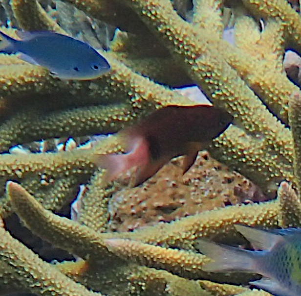 Blackbar Damselfish from Kri Is, Raja Ampat Regency, West Papua ...