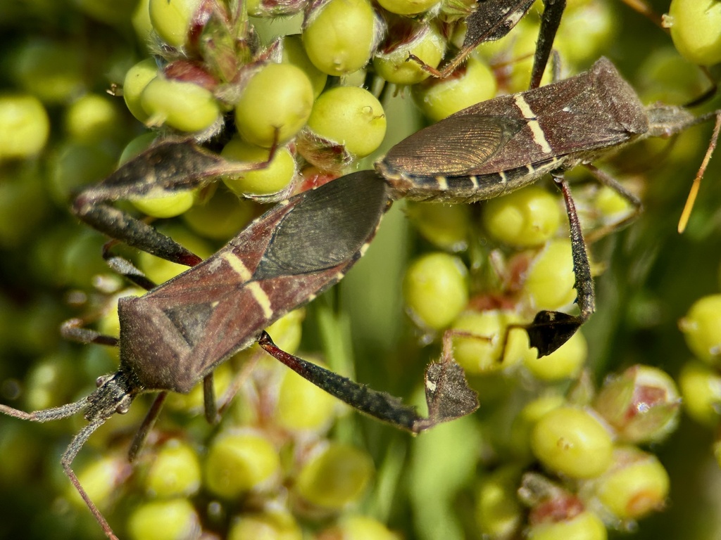 Eastern Leaf-footed Bug from Homestead, FL, US on December 31, 2023 at ...