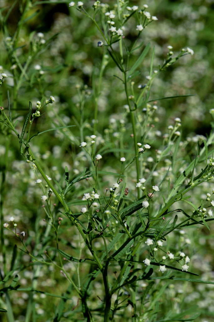 Santa Maria feverfew from Miami-Dade County, FL, USA on December 31 ...