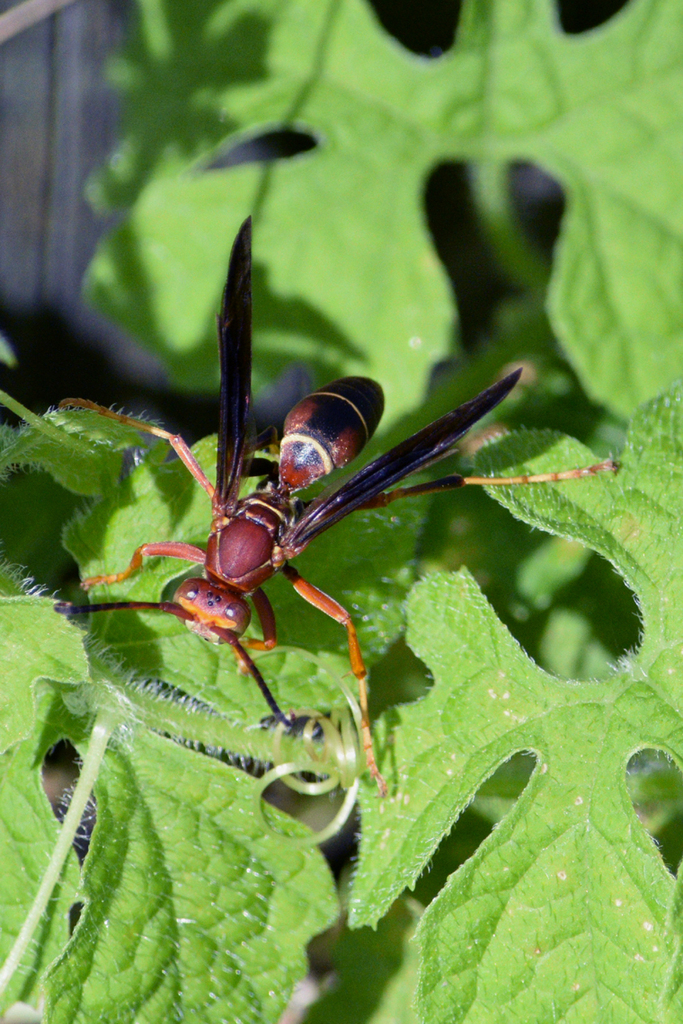 Northern Paper Wasp from Miami-Dade County, FL, USA on December 31 ...