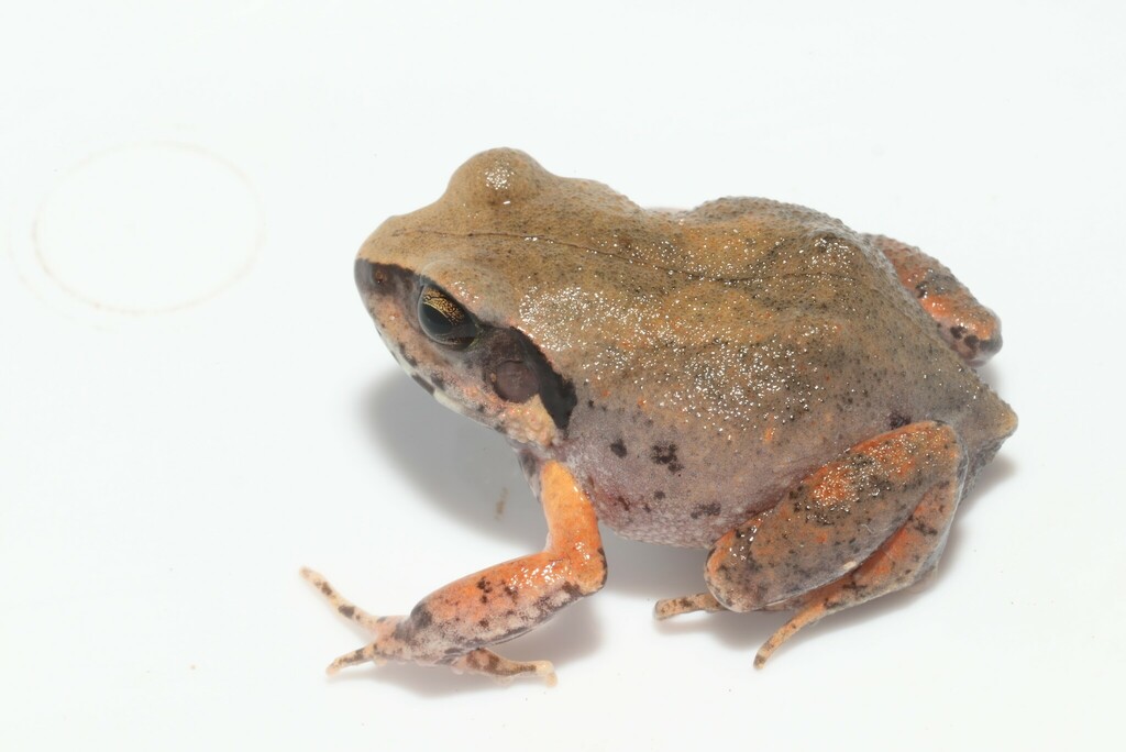 Screeching Frogs from Luhololo, Luponde region, Tanzania on November 22 ...