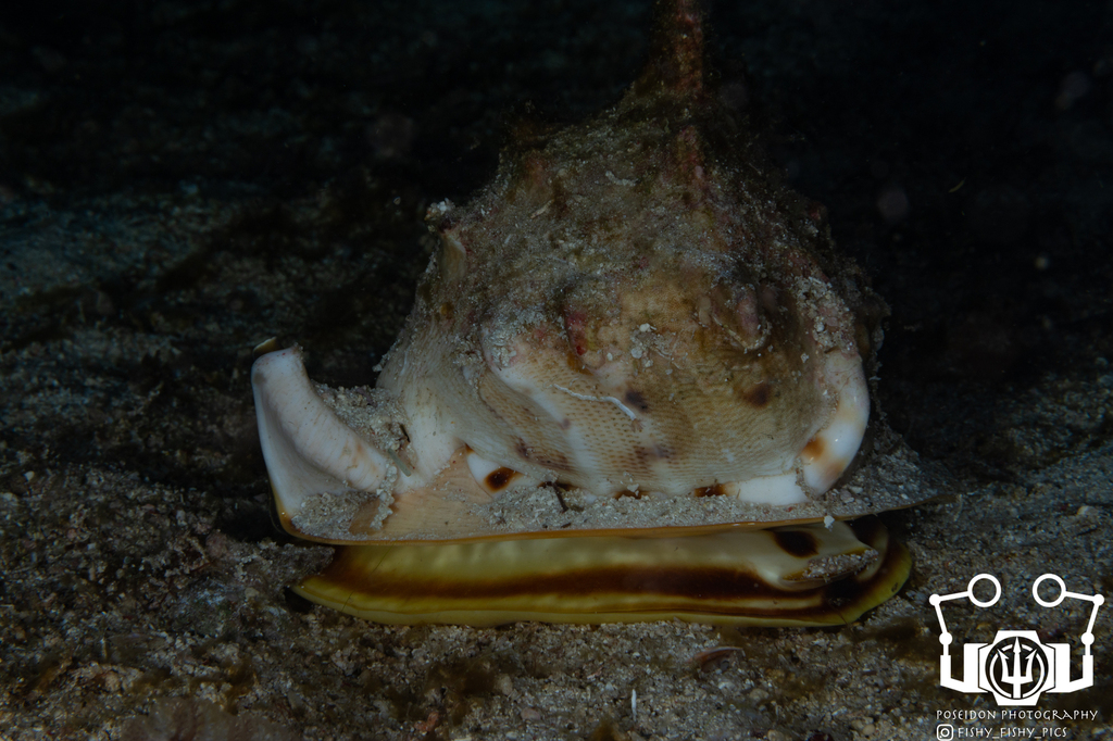 Horned Helmet Snail from Anda, Bohol, Philippines on December 22, 2023 ...