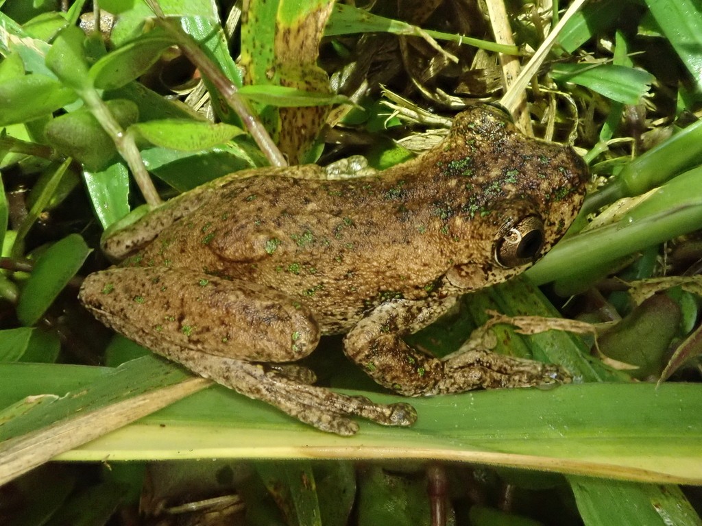 Tyler's Tree Frog from Iluka NSW 2466, Australia on December 31, 2023 ...