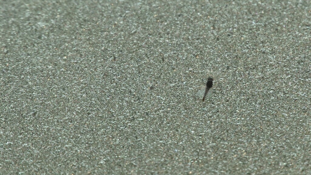 Cricotopus from CM Varca on December 16, 2023 at 08:34 PM by Dinesh ...