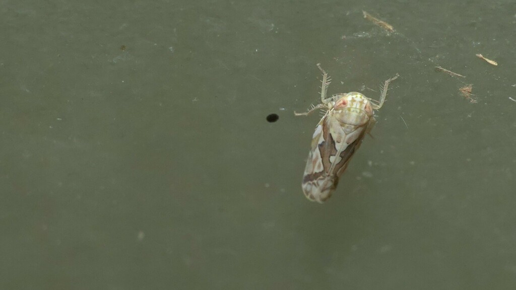 Zig-zag Winged Rice Leafhopper from CM Varca on December 16, 2023 at 08 ...