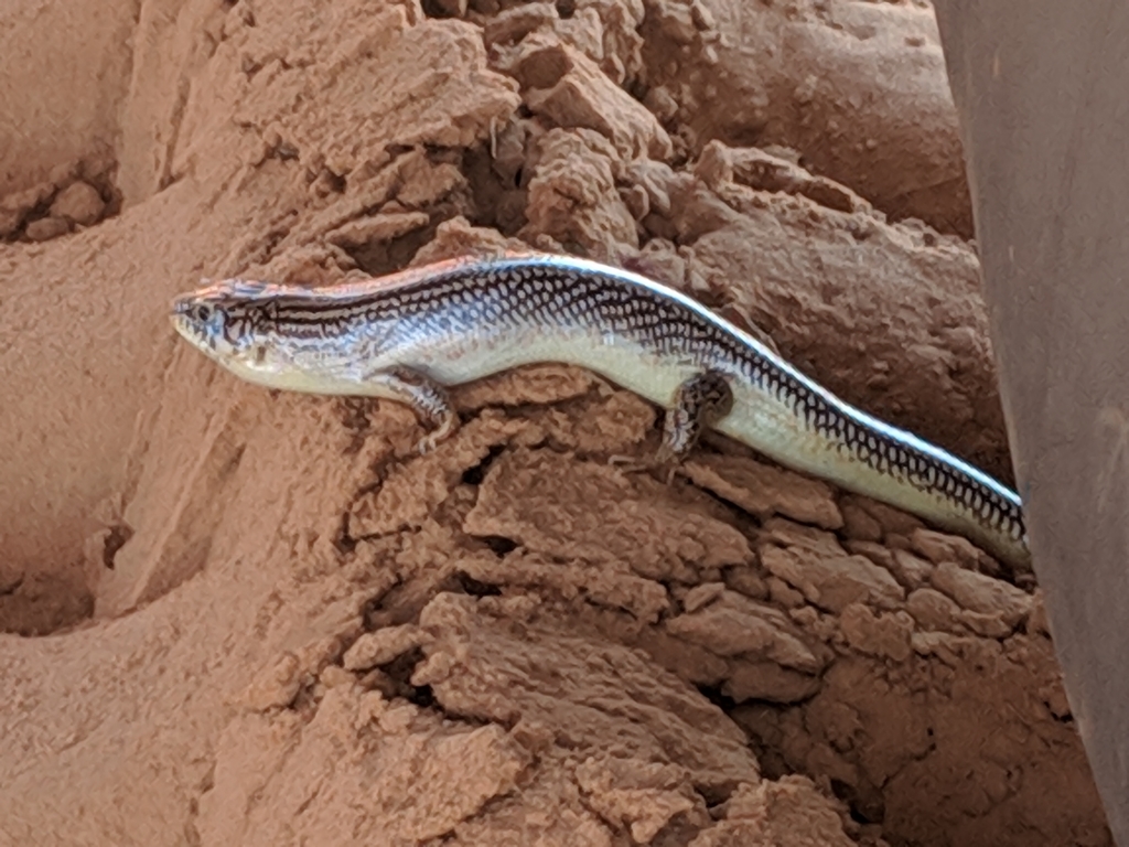 Great Plains Skink from Dawson County, TX, USA on April 08, 2019 at 02: ...