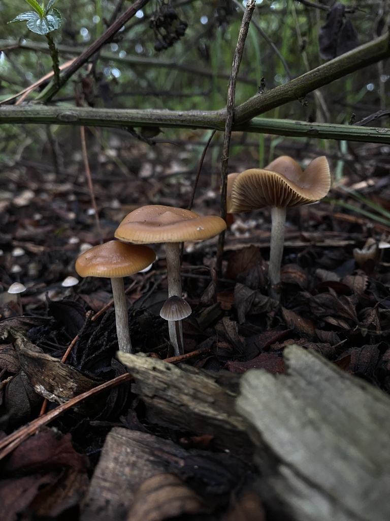Wavy Cap in December 2023 by samzanita · iNaturalist