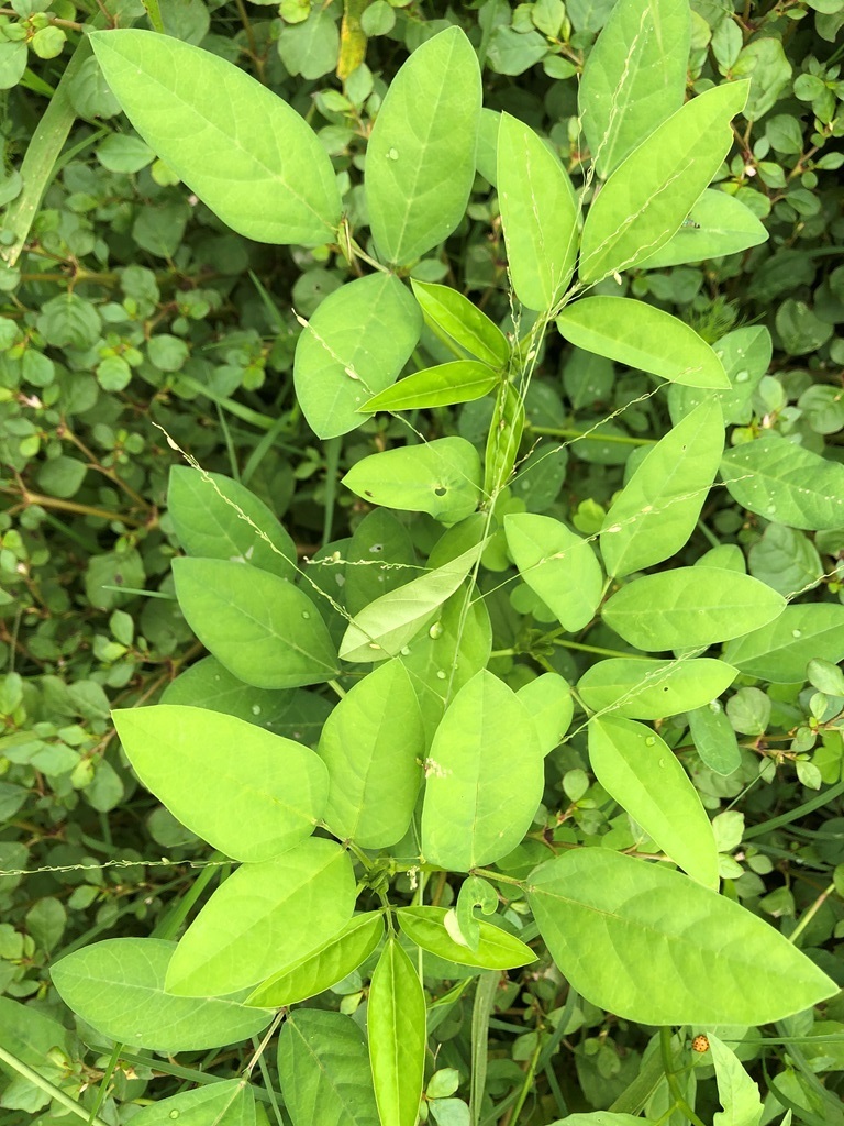 Phasey Bean from Prenzlau QLD 4311, Australia on January 1, 2024 at 01: ...