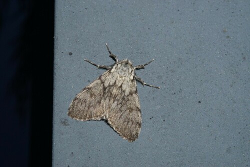 Parocneria nigriplagiata · iNaturalist