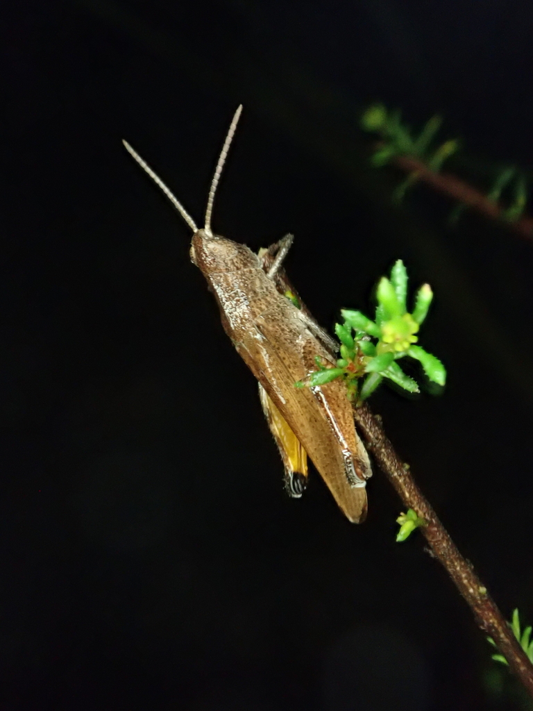 Gumleaf Grasshoppers from Cypress-pine campground Boonoo Boonoo ...