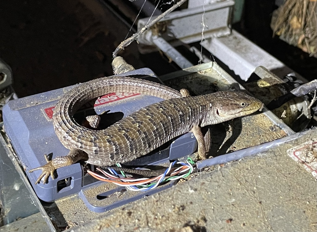 San Diego Alligator Lizard from Hawarden Dr, Riverside, CA, US on ...