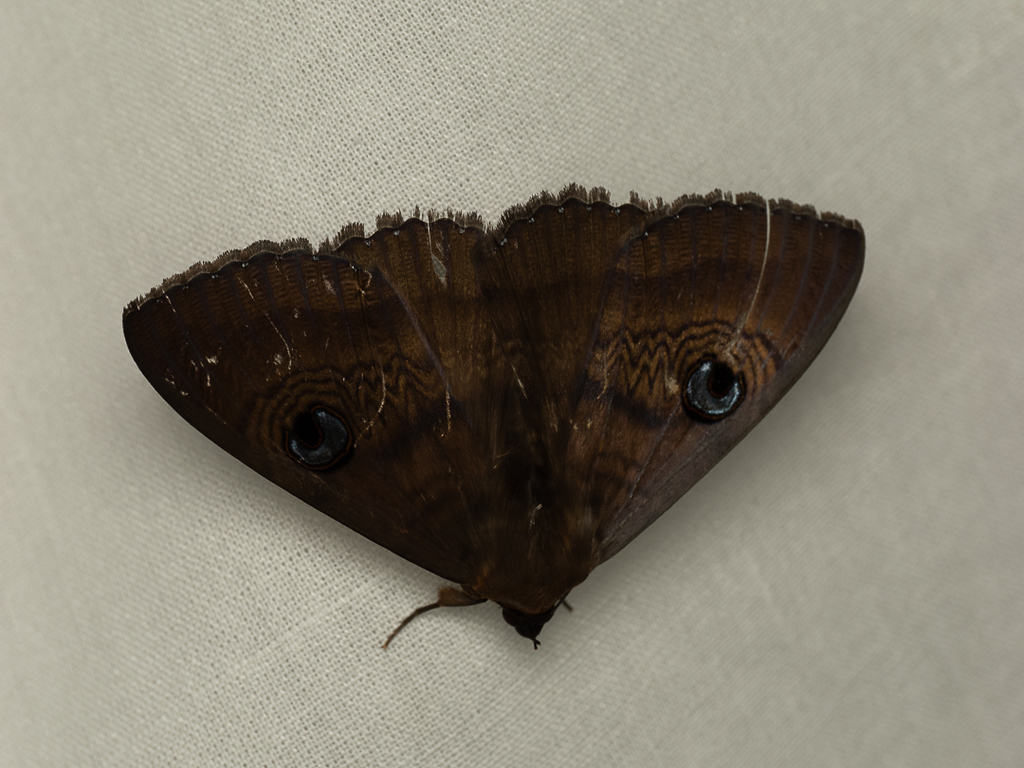 Southern Moon Moth in December 2023 by b_sydes · iNaturalist