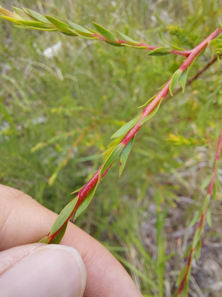 flowering plants from Deception Bay QLD 4508, Australia on November 25 ...