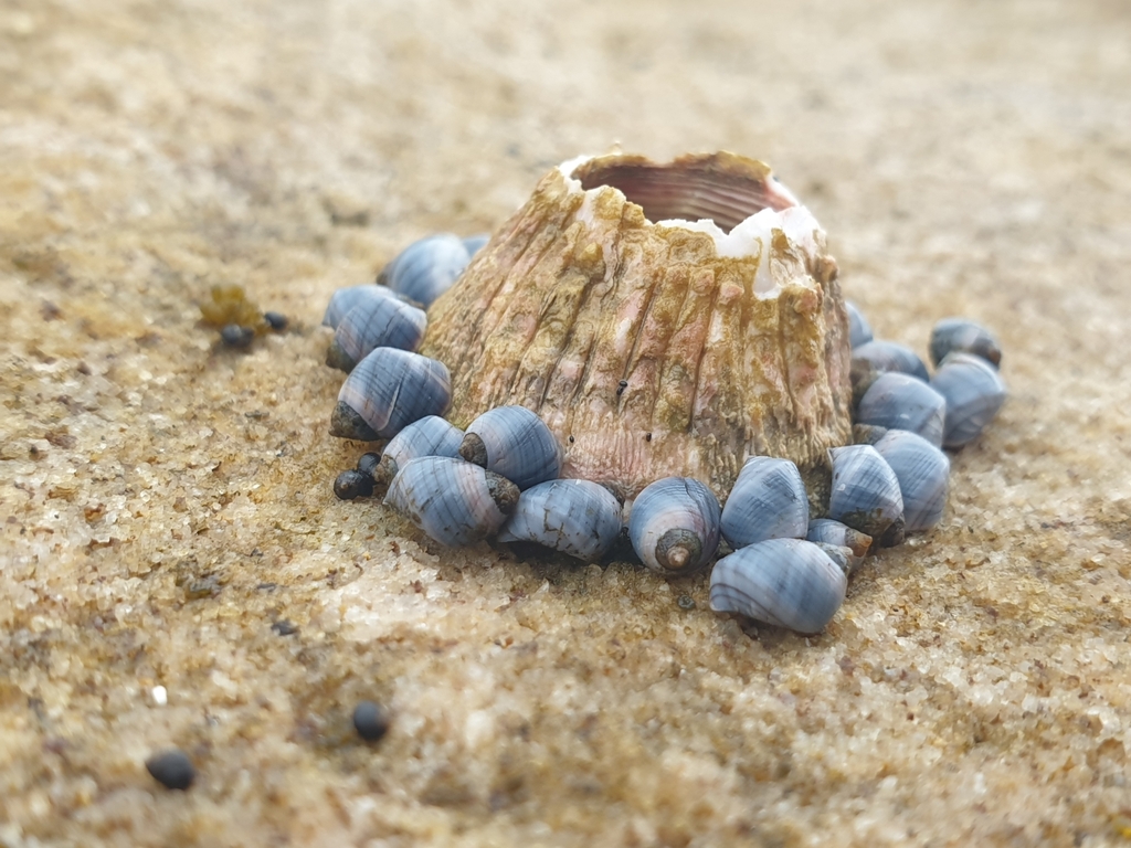 Little Blue Periwinkle from 37MC+WQ Shark Point Dive Site, Clovelly NSW ...