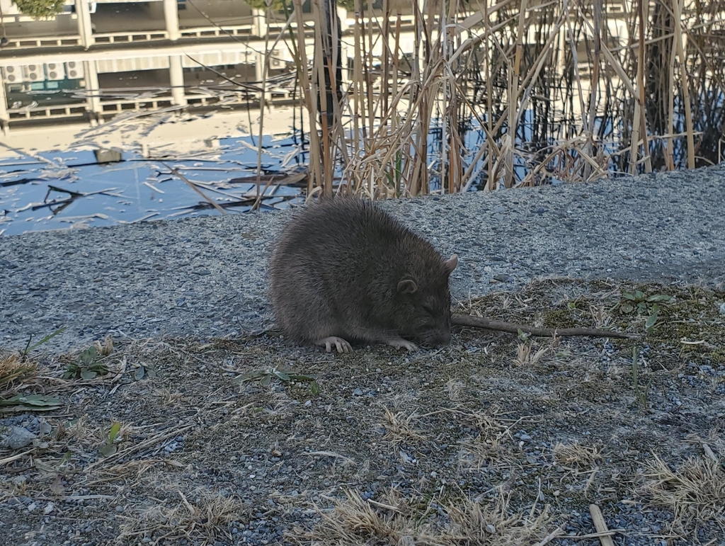 Brown Rat from 136-0071, Japan on December 30, 2023 at 02:20 PM by ...