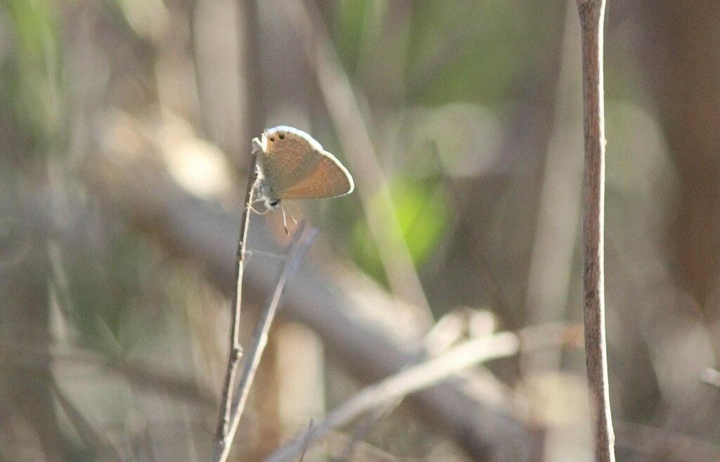 Double-spotted Line Blue from Connellan NT 0873, Australia on December ...