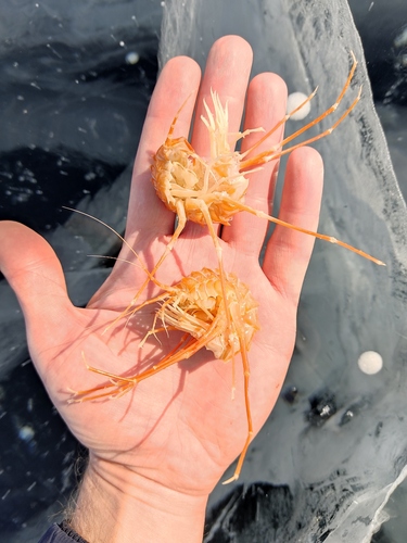 Genus Brachyuropus · iNaturalist