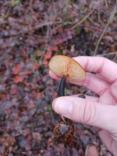 Flammulina spp in Europe · iNaturalist