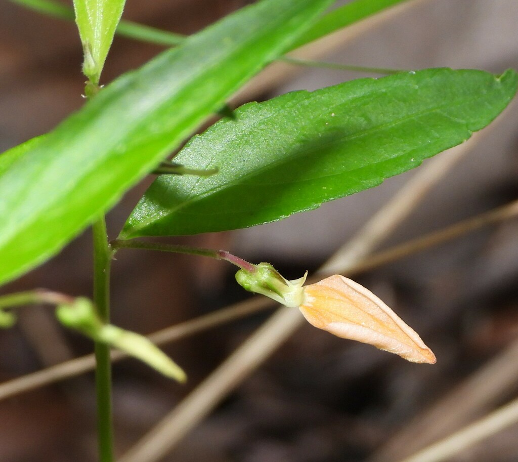 spade flower from Mapleton Falls National Park, 78 Mapleton Falls Rd ...