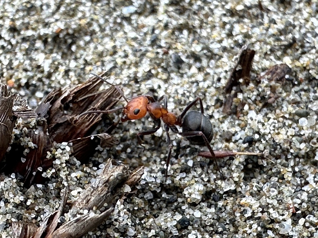 Western Thatching Ant from Humboldt Bay National Wildlife Refuge ...