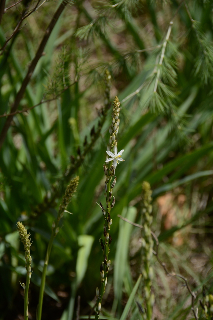 Chlorophytum bowkeri from West Rand District Municipality, South Africa ...