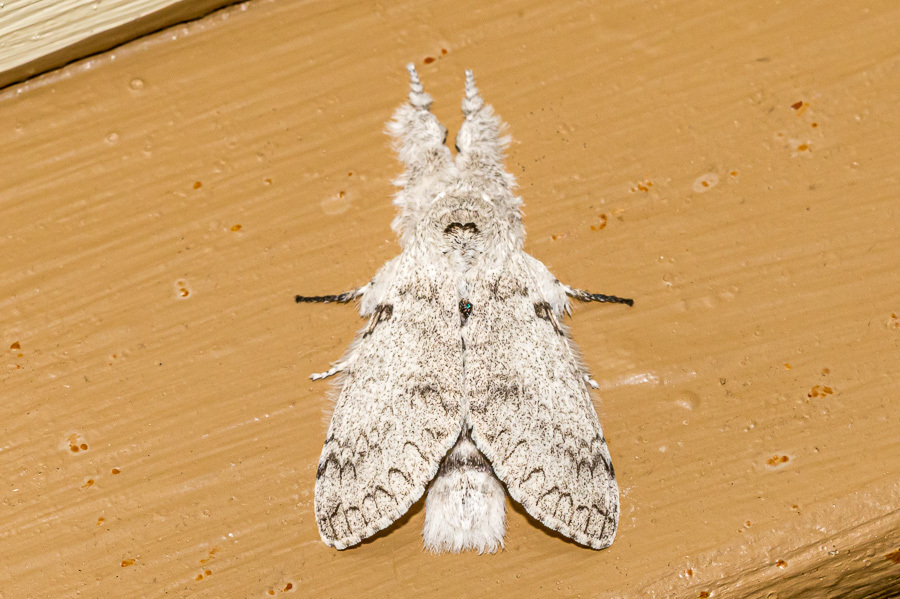 Calliteara lunulata from Omkoi Hospital on December 15, 2023 at 03:50 ...